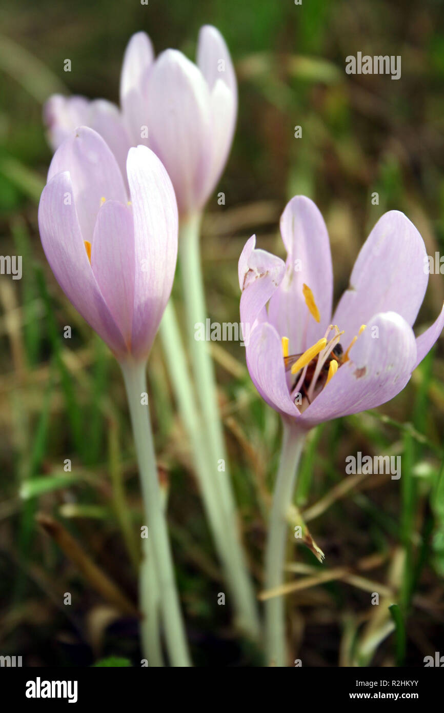 Bulb meadow hi-res stock photography and images - Alamy