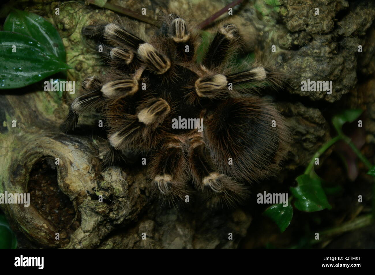 Little tarantula hi-res stock photography and images - Alamy