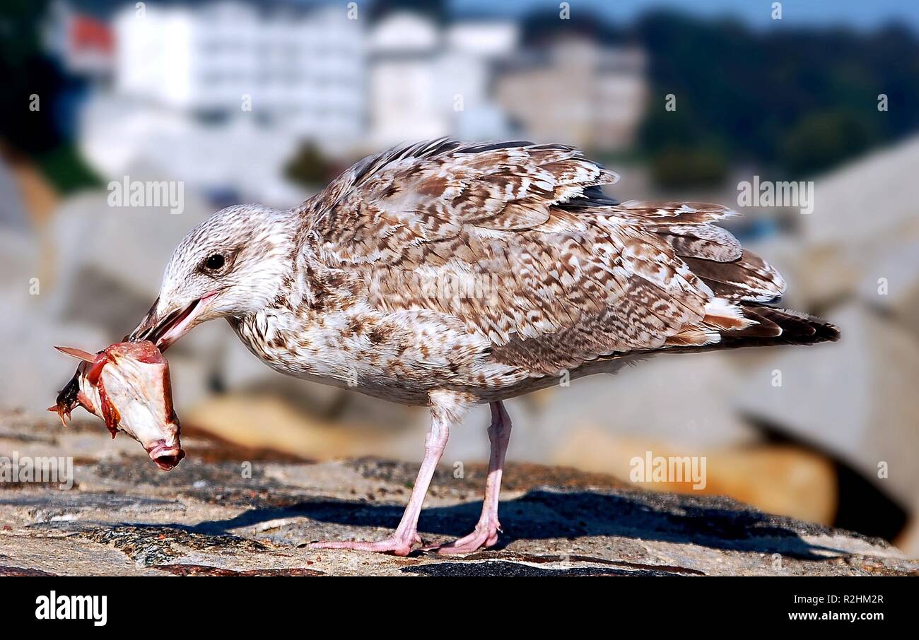 the rough life Stock Photo - Alamy