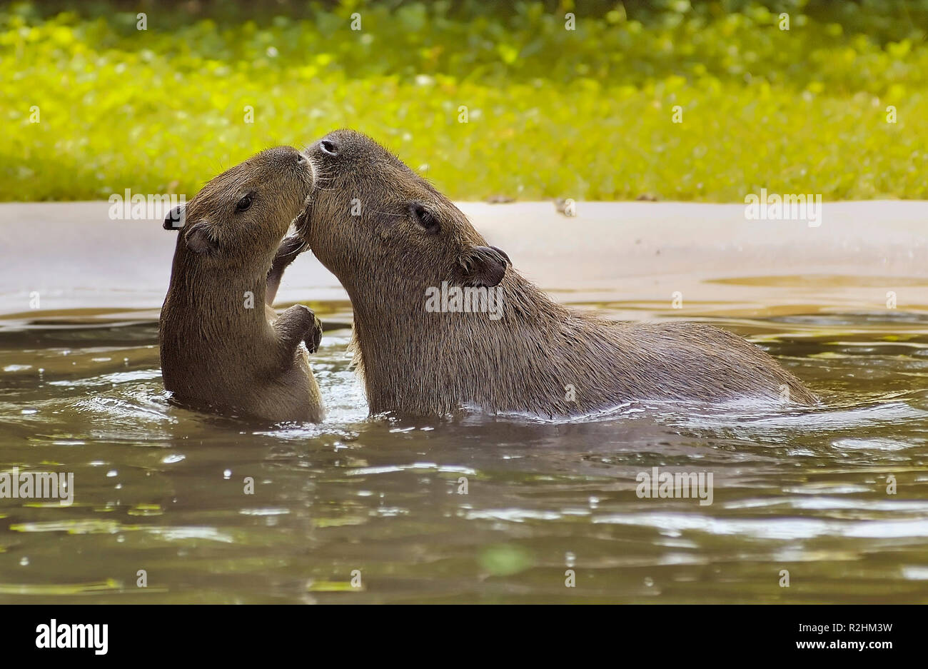 Game gardens hi-res stock photography and images - Alamy