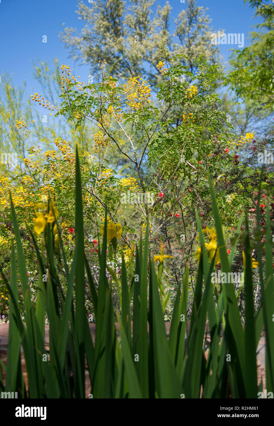 Spring in the desert, Phoenix, Arizona Stock Photo - Alamy