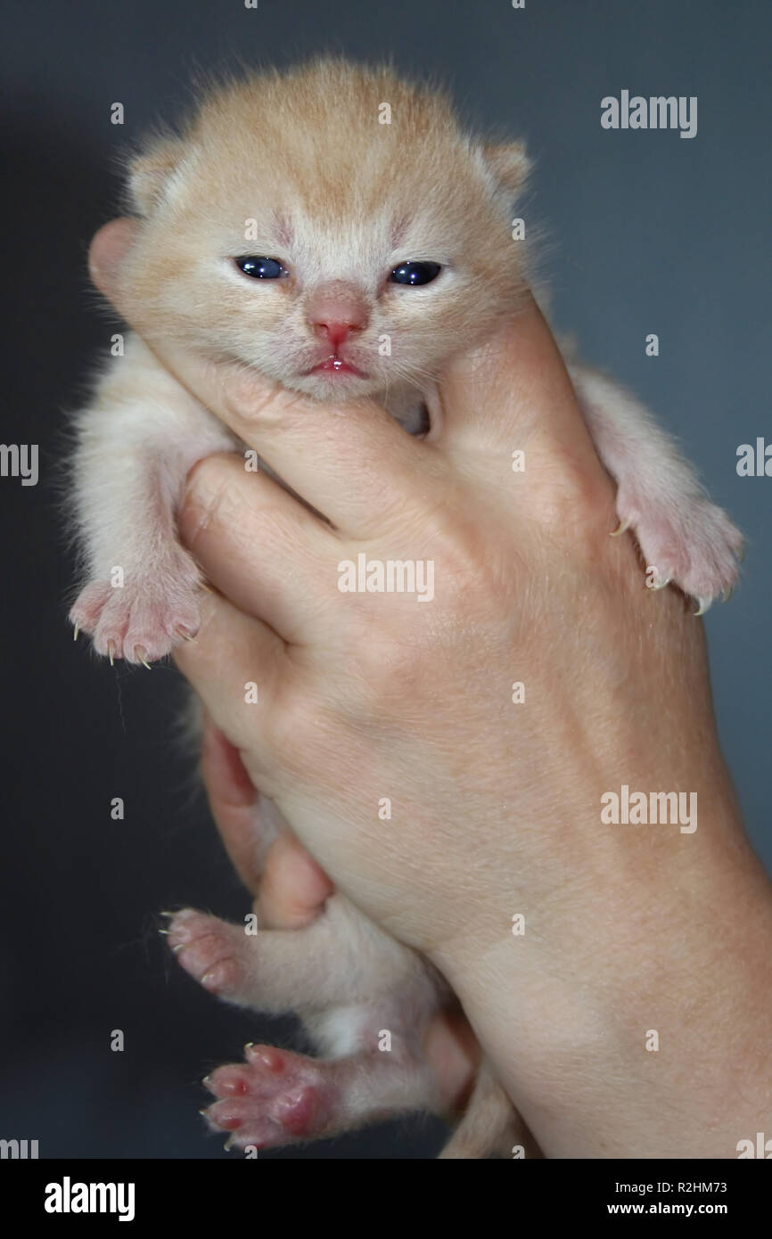 Tiny mite hi-res stock photography and images - Alamy