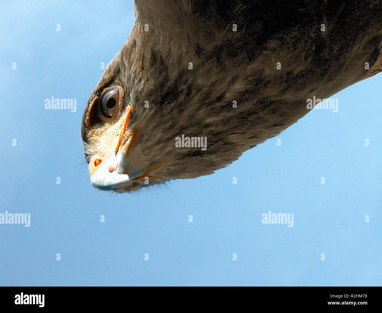 Eye spy birds hi-res stock photography and images - Alamy