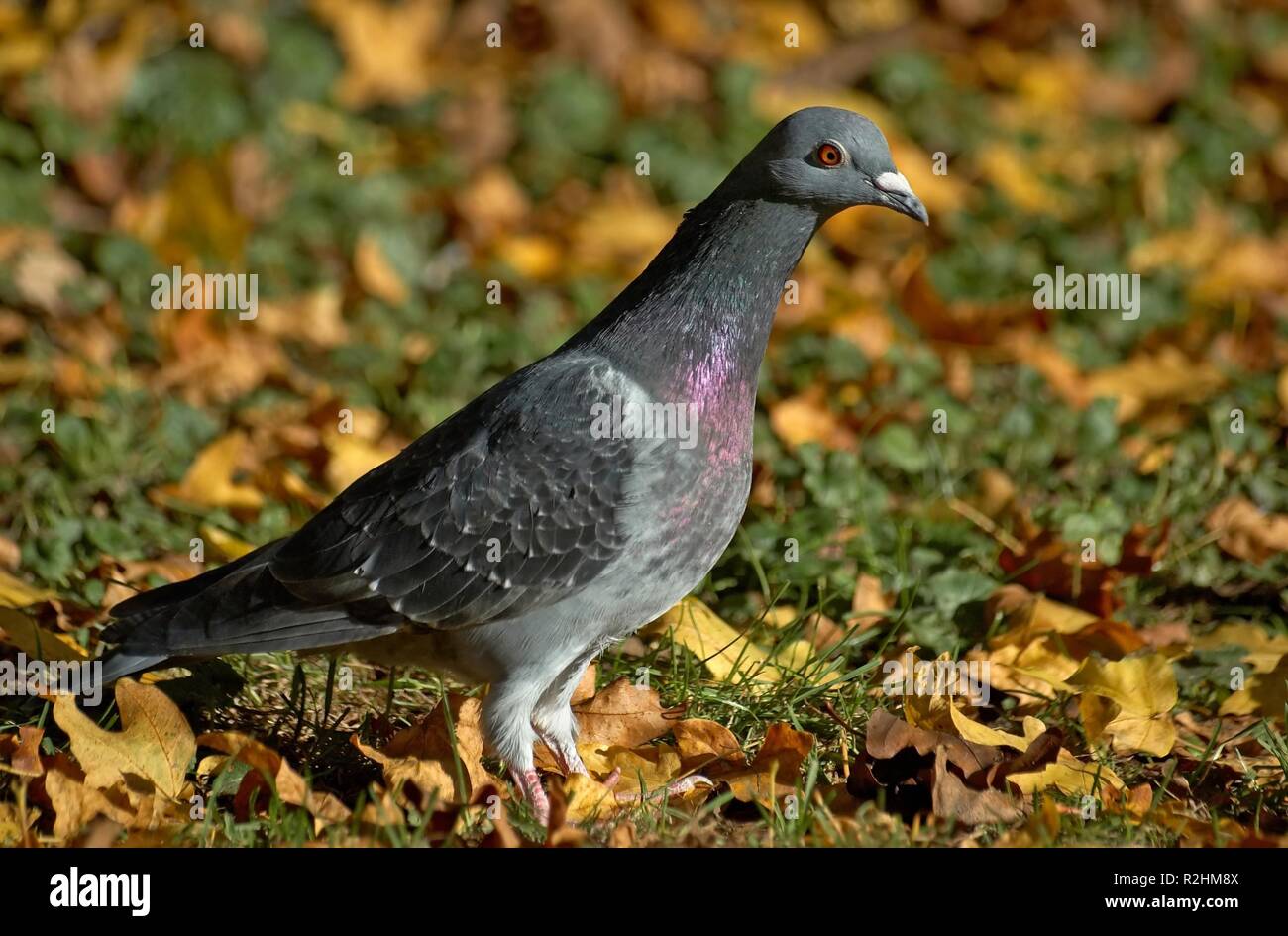 Breiftaube hi-res stock photography and images - Alamy