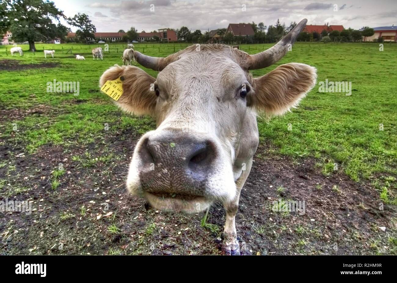 Muh hi-res stock photography and images - Alamy