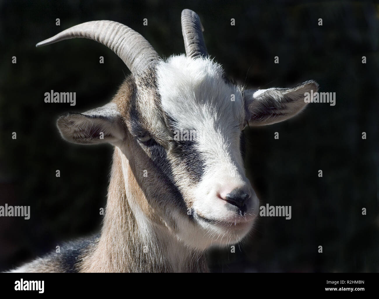 Black spotted goat hi-res stock photography and images - Alamy