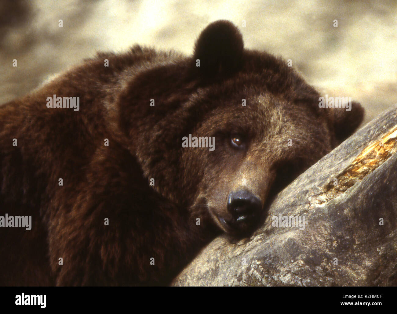 sad brown bear Stock Photo - Alamy