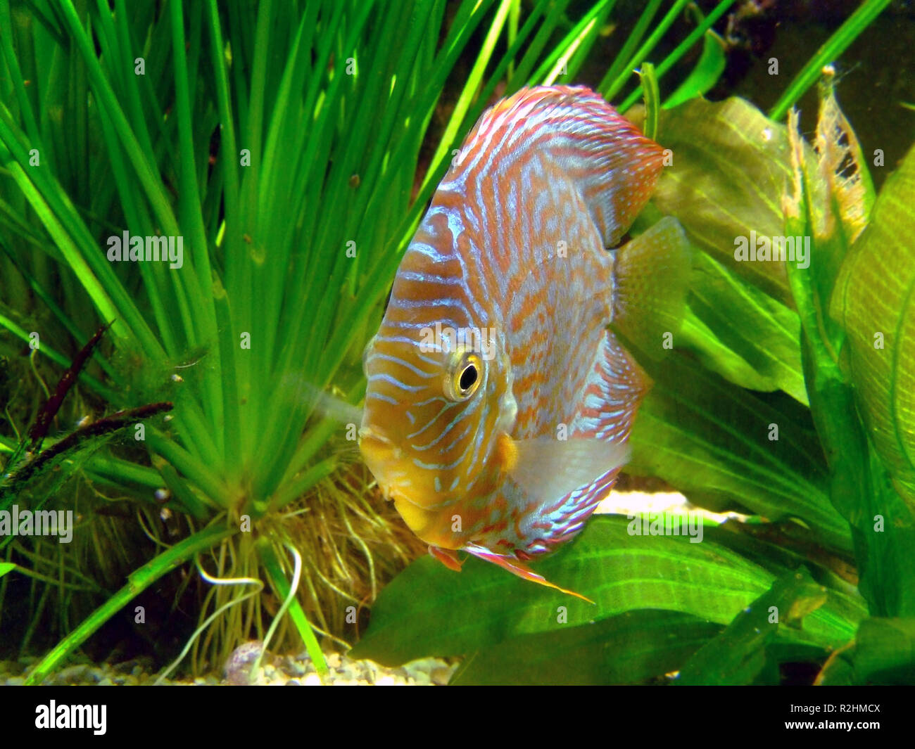 Discusfisch hi-res stock photography and images - Alamy