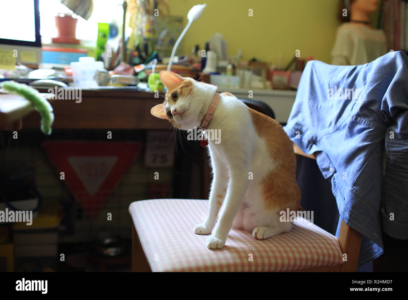 Cat thinking hi-res stock photography and images - Alamy