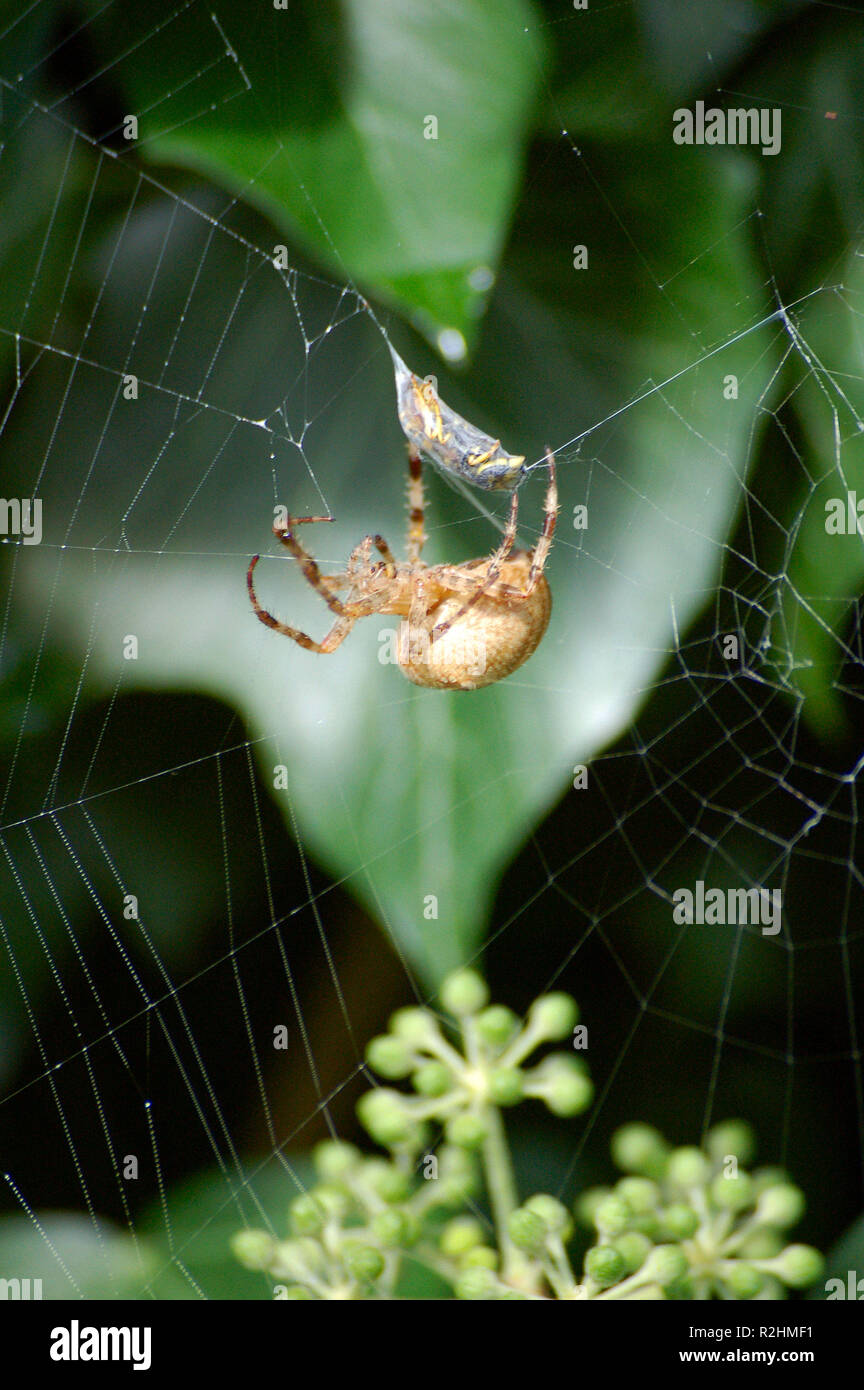 Spinnenetz hi-res stock photography and images - Alamy