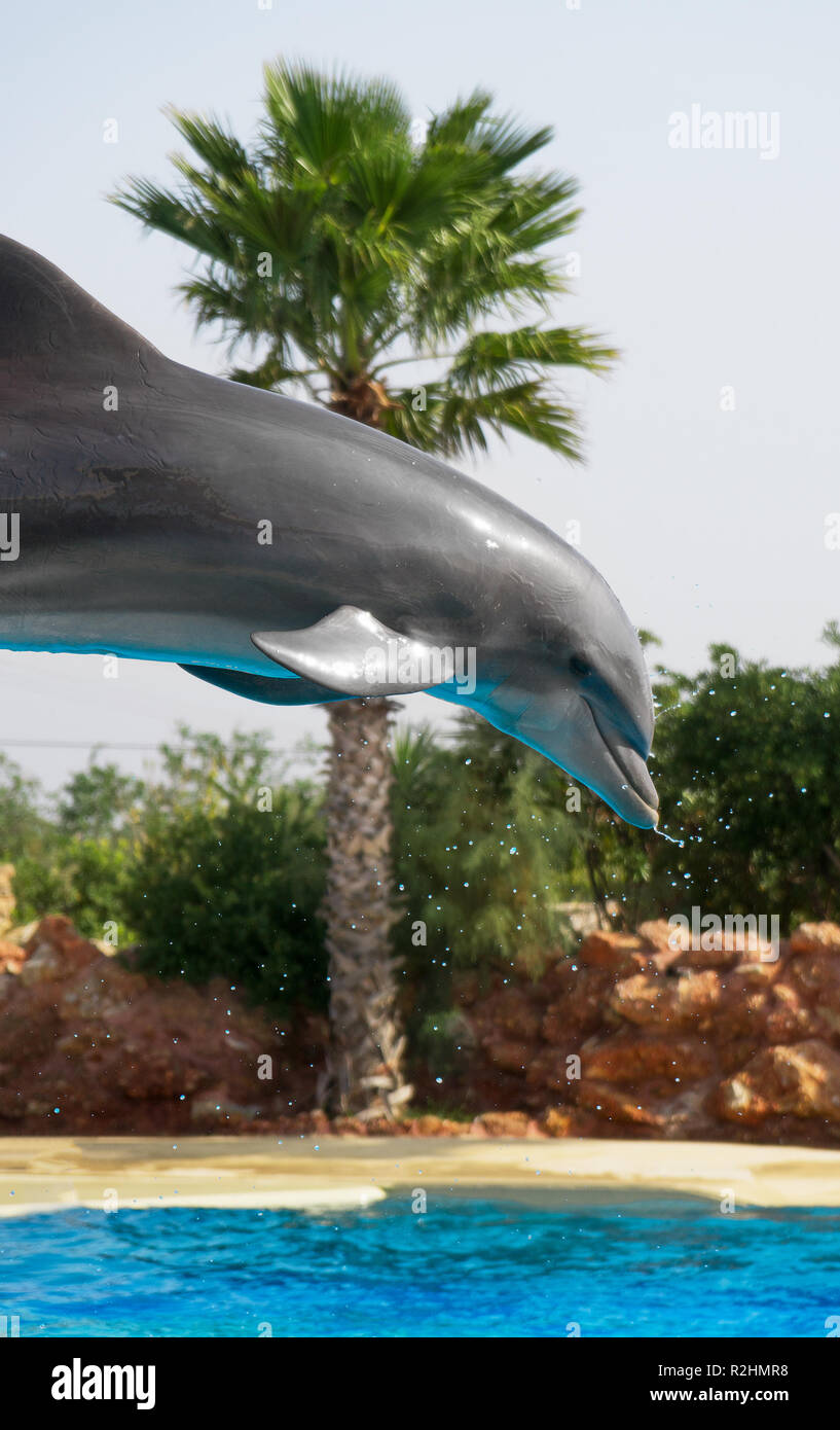 Dolphin flying in the air during water show Stock Photo - Alamy