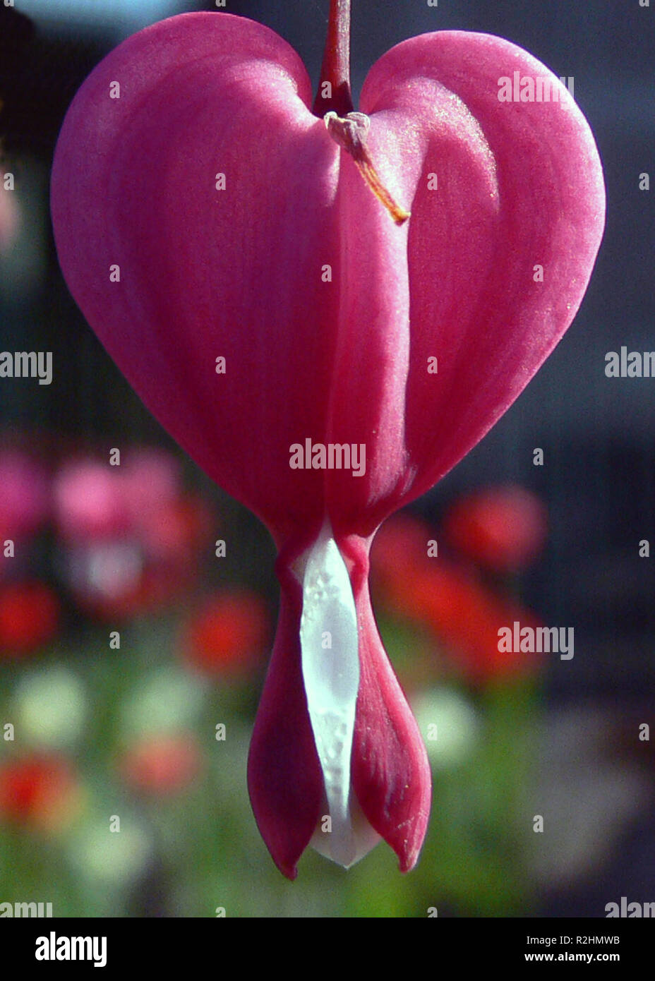 Crying hearts hi-res stock photography and images - Alamy