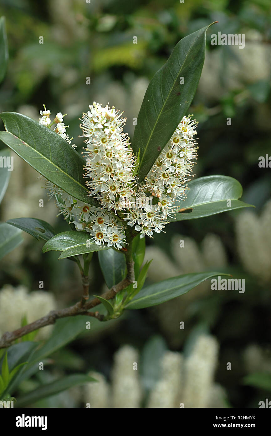 Laurel gardens hi-res stock photography and images - Alamy
