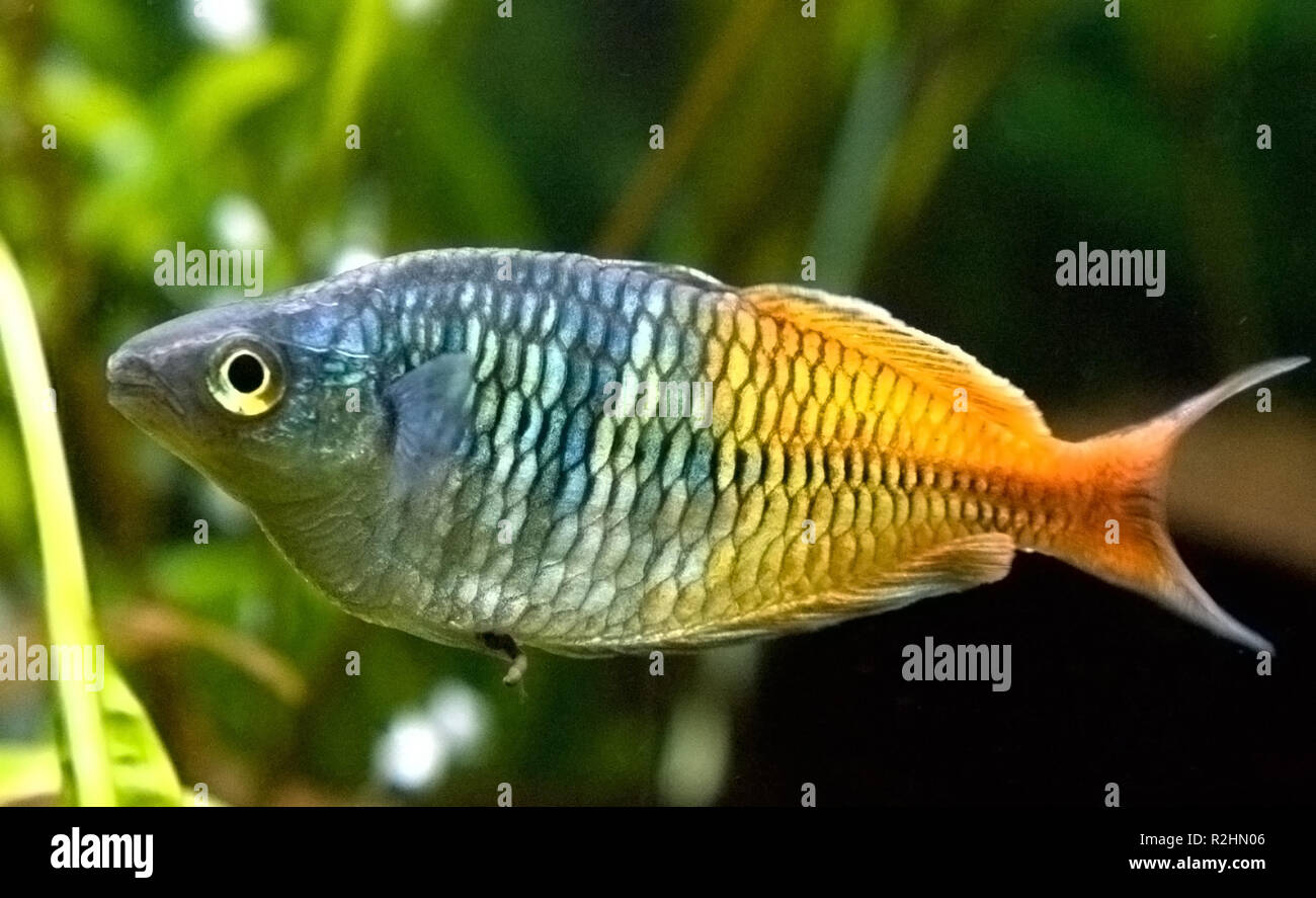 Regenbogenfisch hi-res stock photography and images - Alamy
