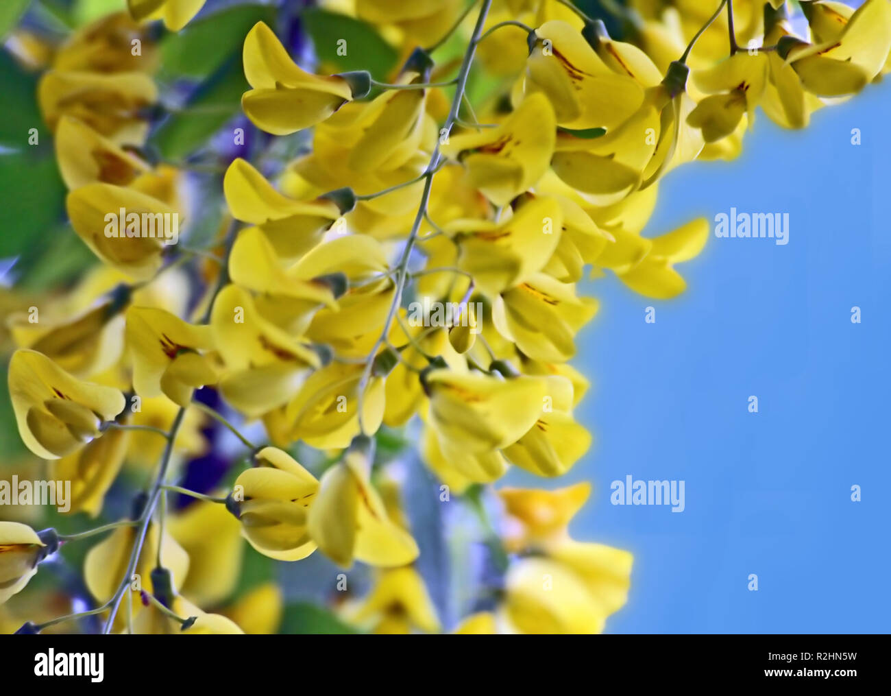rain in gold Stock Photo - Alamy