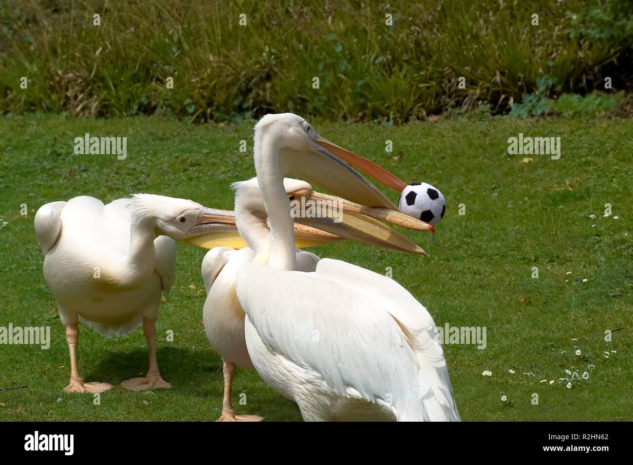Football bird beak hi-res stock photography and images - Alamy