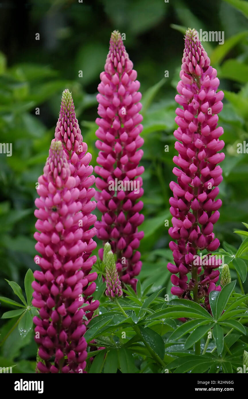 Upine hi-res stock photography and images - Alamy