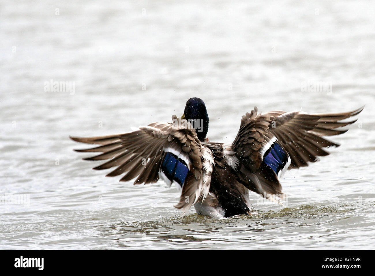 Duck feathers water drip hi-res stock photography and images - Alamy