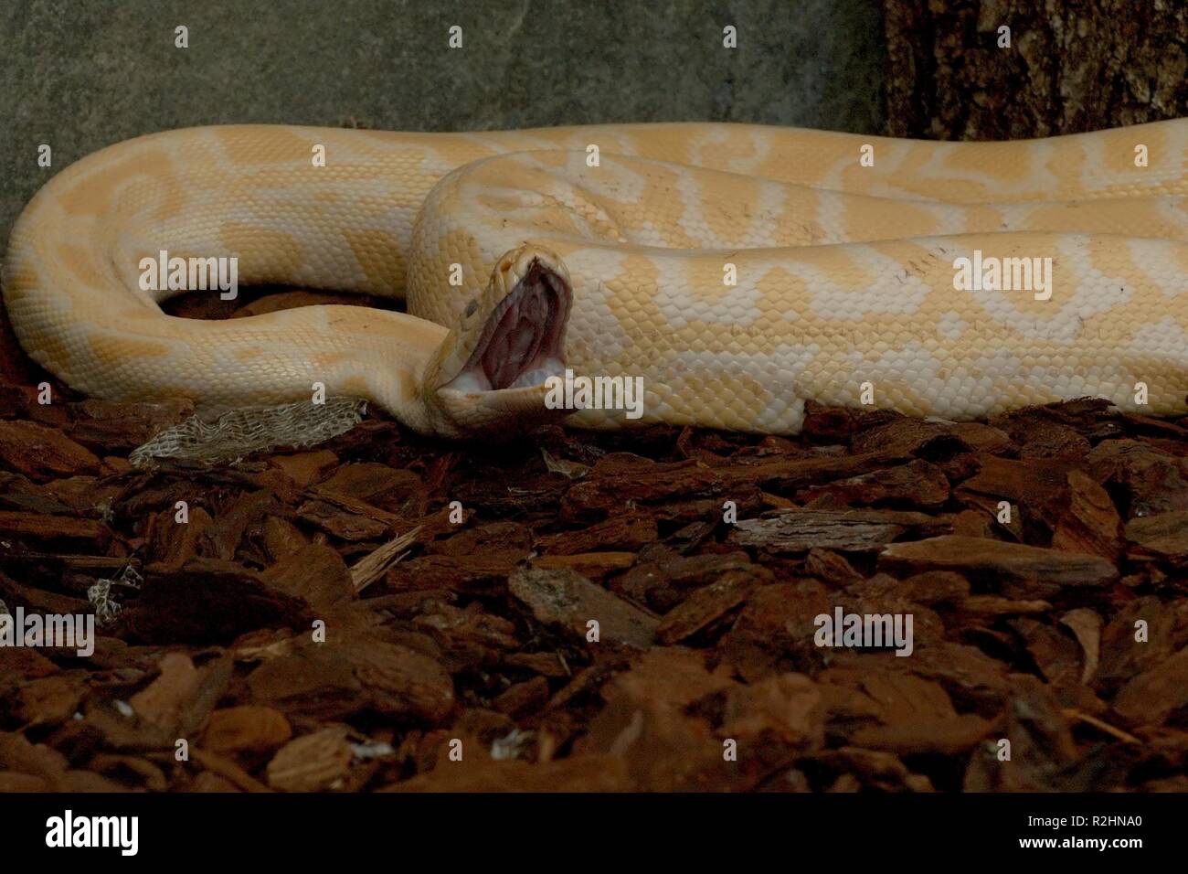 king albino python Stock Photo - Alamy