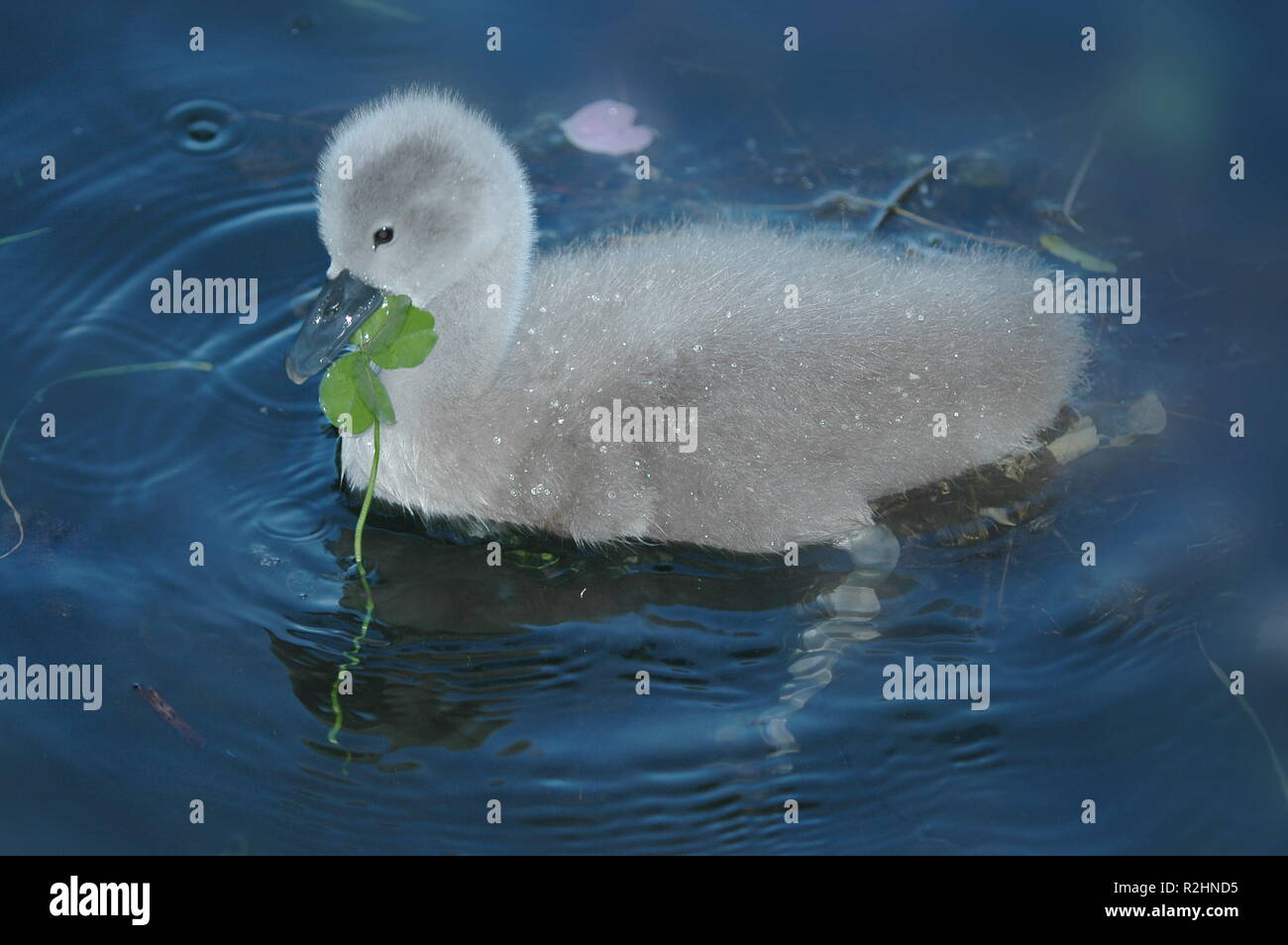 Ken good hi-res stock photography and images - Alamy