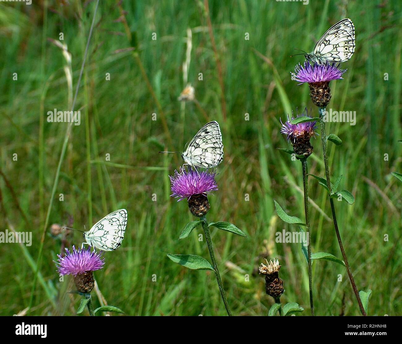 three in a row Stock Photo - Alamy