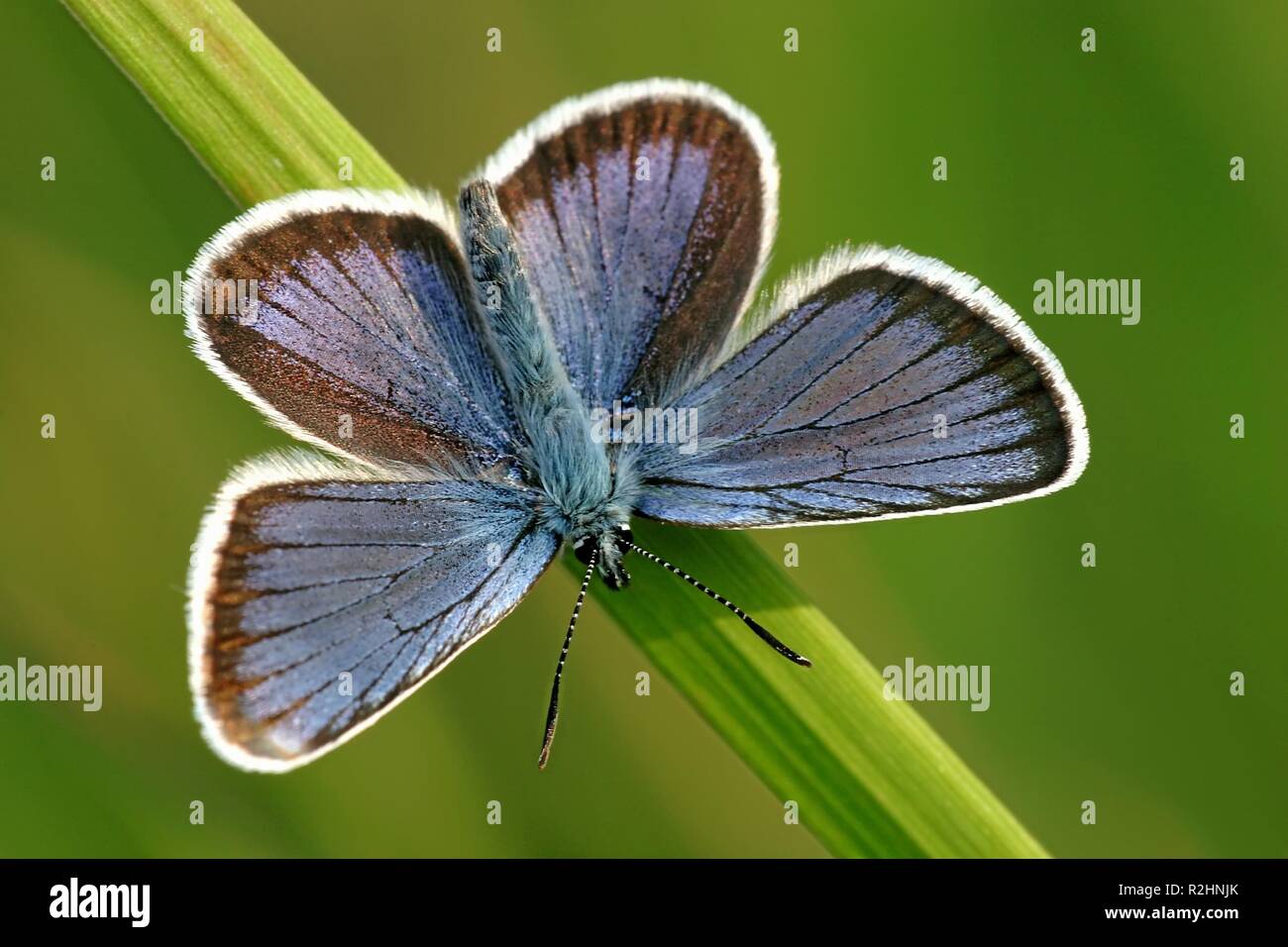 Geiaykleebla uling hi-res stock photography and images - Alamy