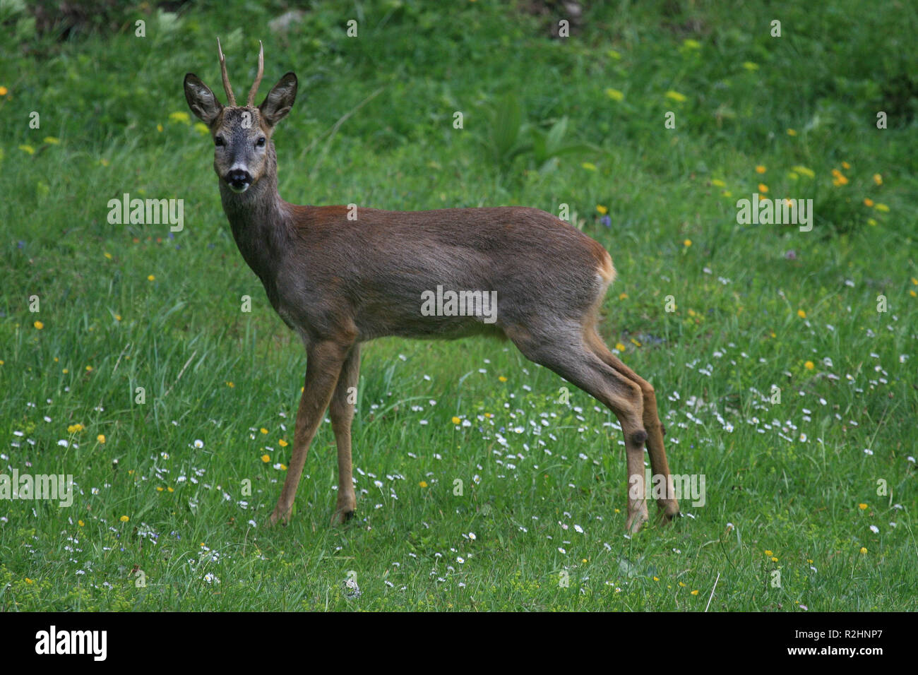 caught young stag Stock Photo - Alamy