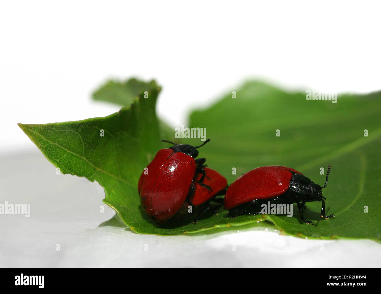 beetles at work Stock Photo - Alamy