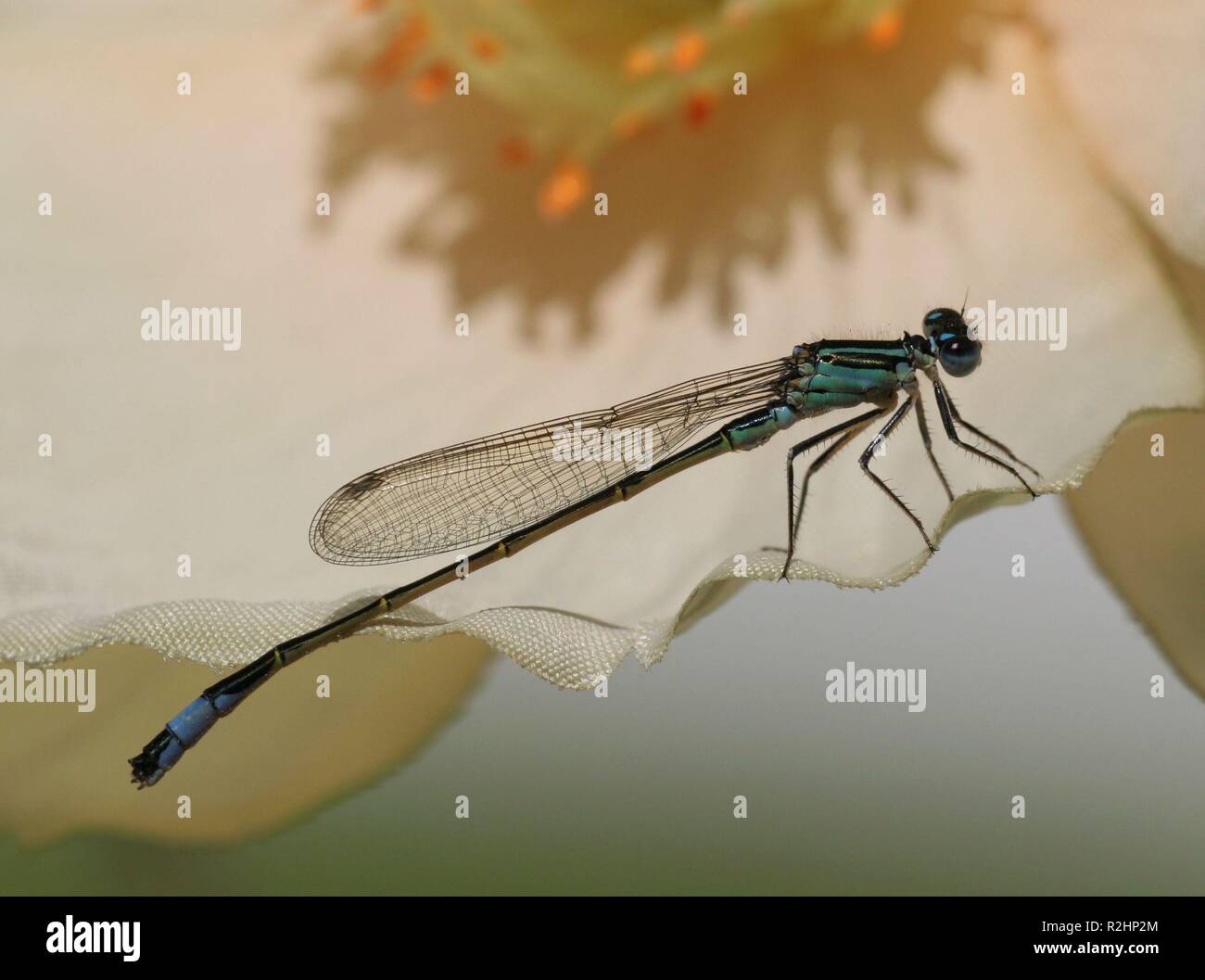 Dragonfly poppy hi-res stock photography and images - Alamy