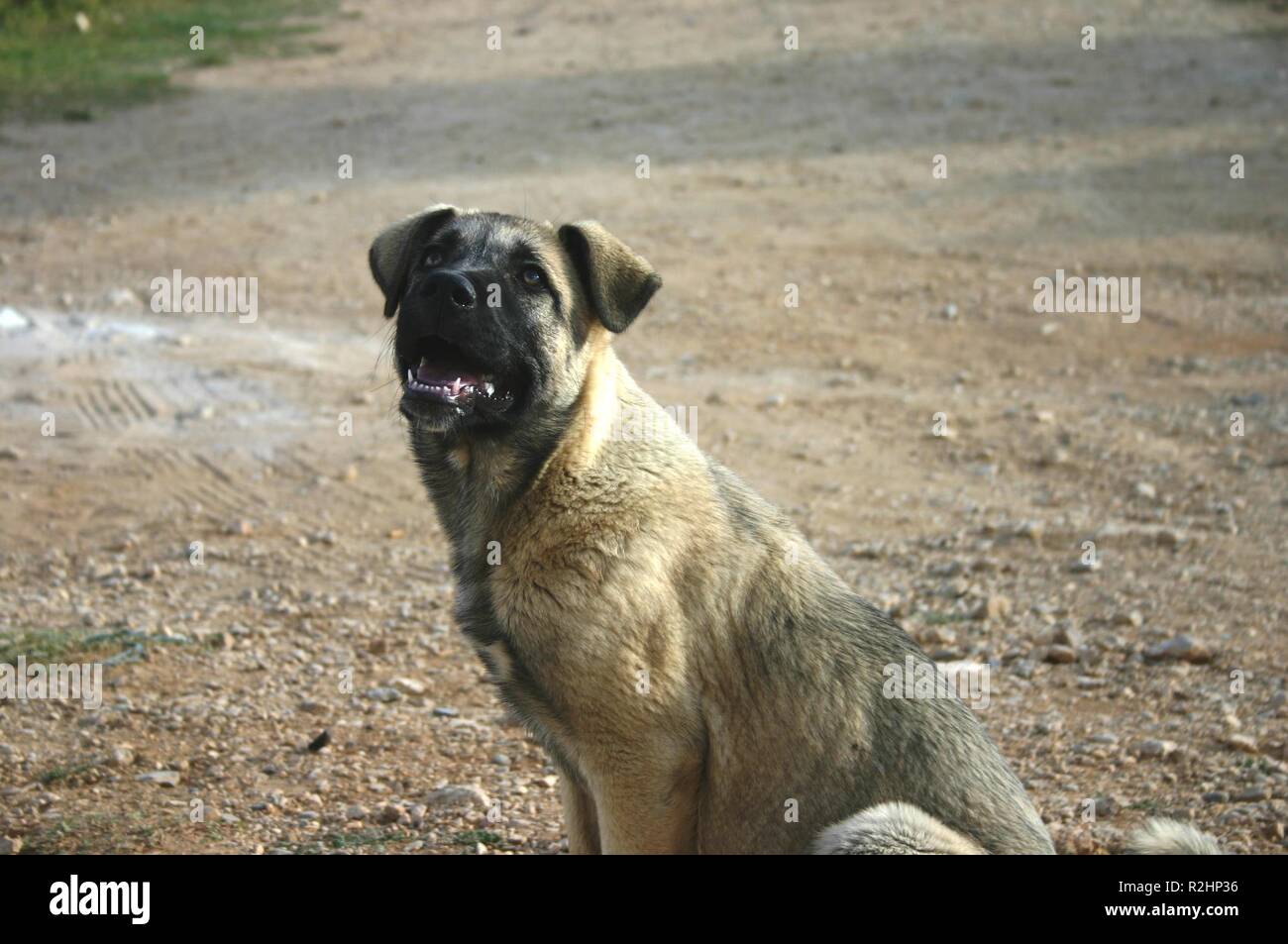 Scha fer hi-res stock photography and images - Alamy