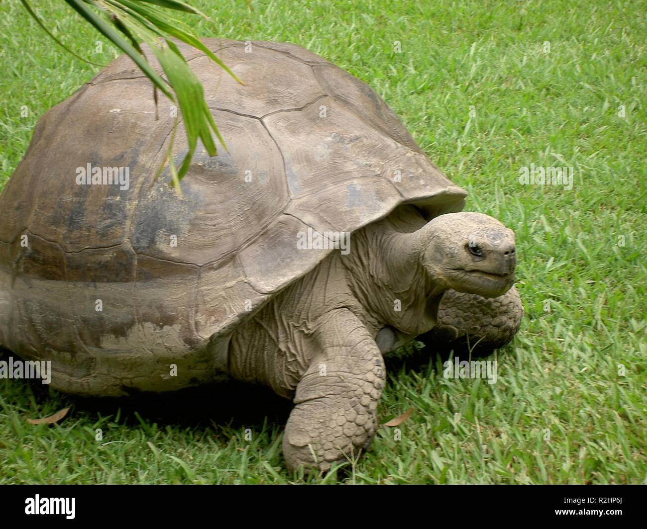 Darwin tortoise harriet hi-res stock photography and images - Alamy