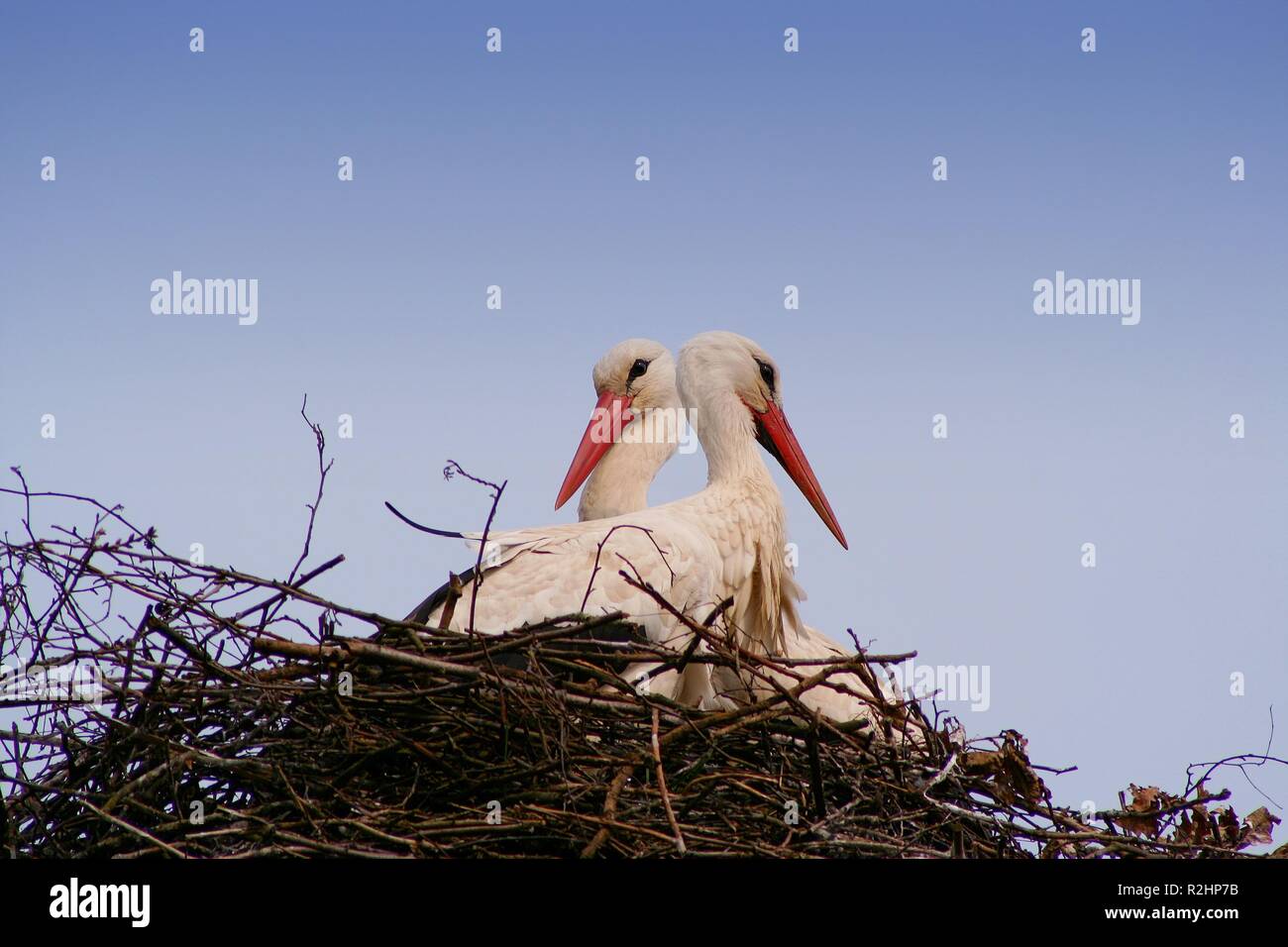 Sleeping stork hi-res stock photography and images - Alamy