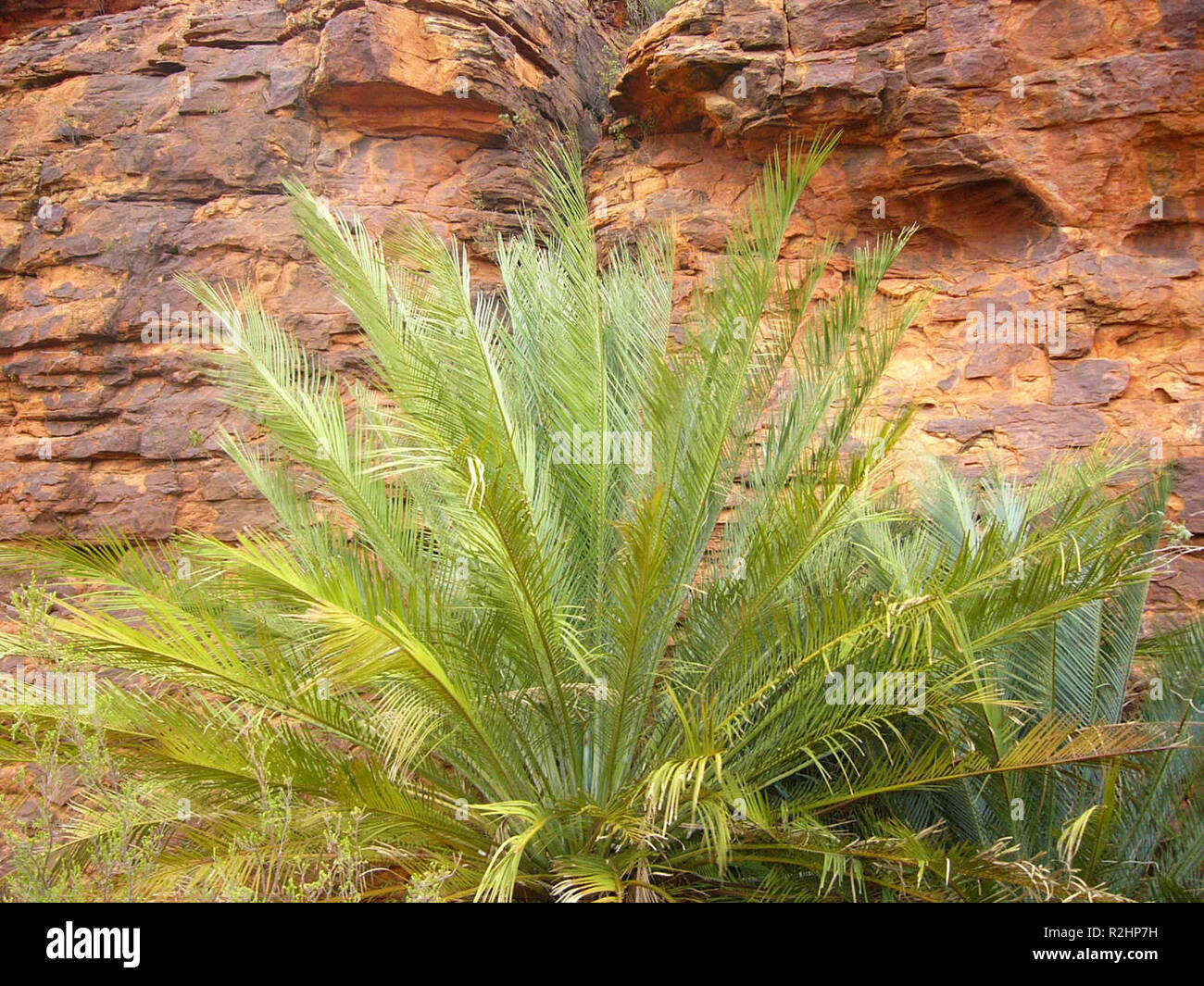 fern in the desert Stock Photo - Alamy