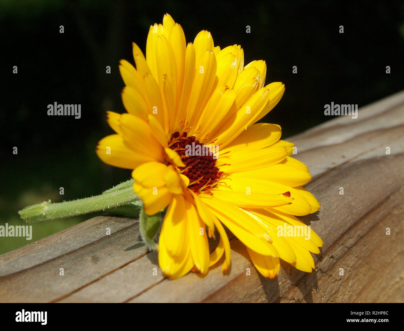 Plucked flower hi-res stock photography and images - Alamy