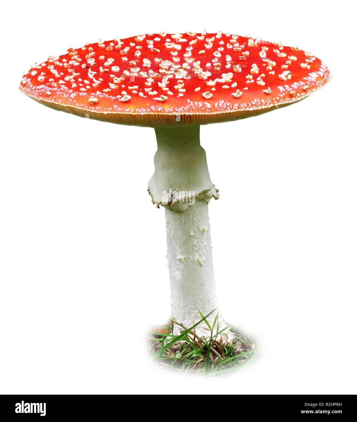 Red toadstool forest Cut Out Stock Images & Pictures - Alamy
