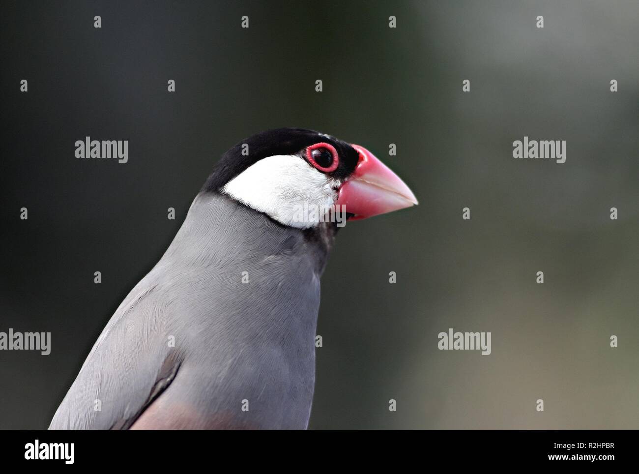 Reisfink hi-res stock photography and images - Alamy