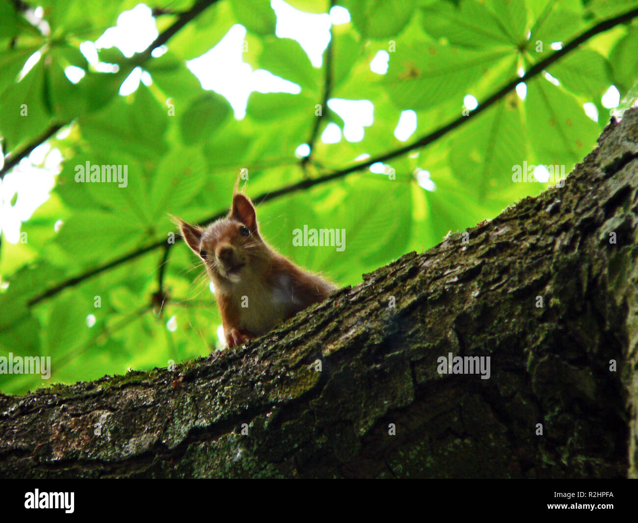 i see you Stock Photo - Alamy