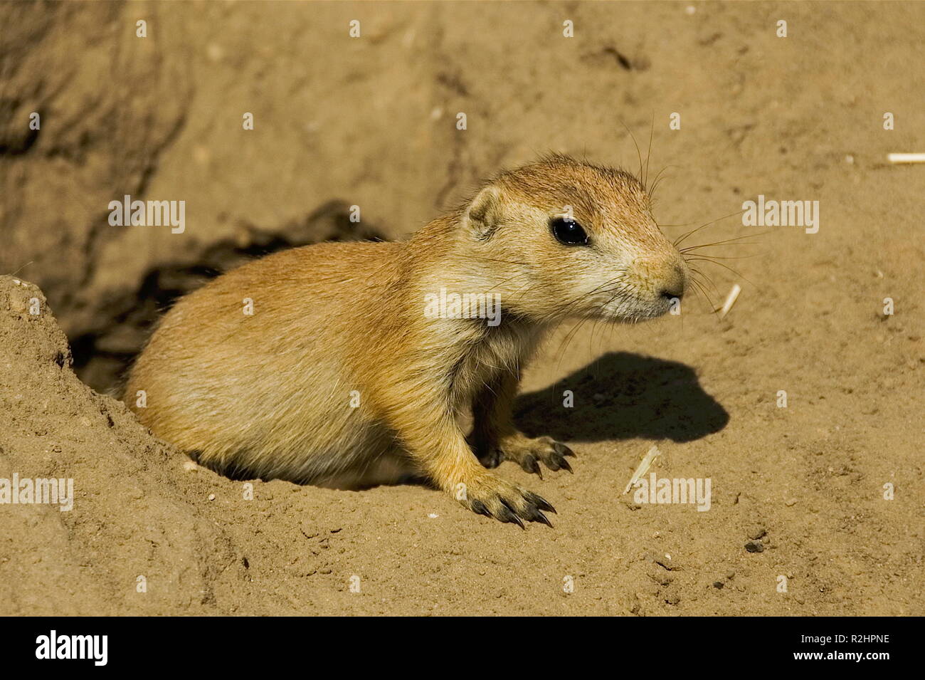 little prairie dog Stock Photo - Alamy