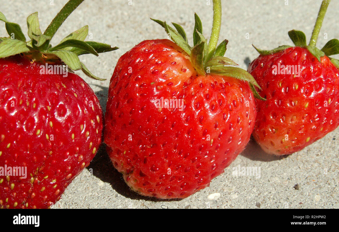 in rank and file Stock Photo - Alamy