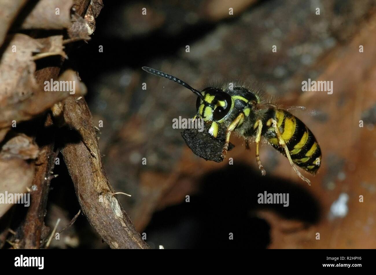 Industrious animals hi-res stock photography and images - Alamy
