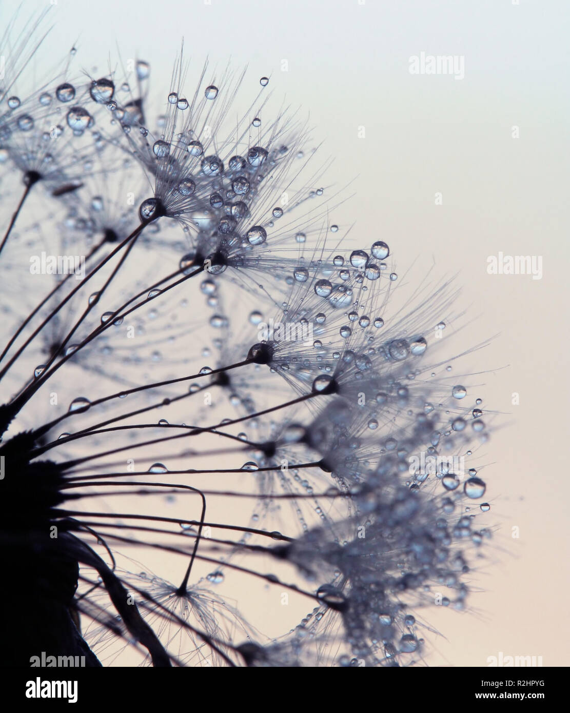 Sperm drops hi-res stock photography and images - Alamy