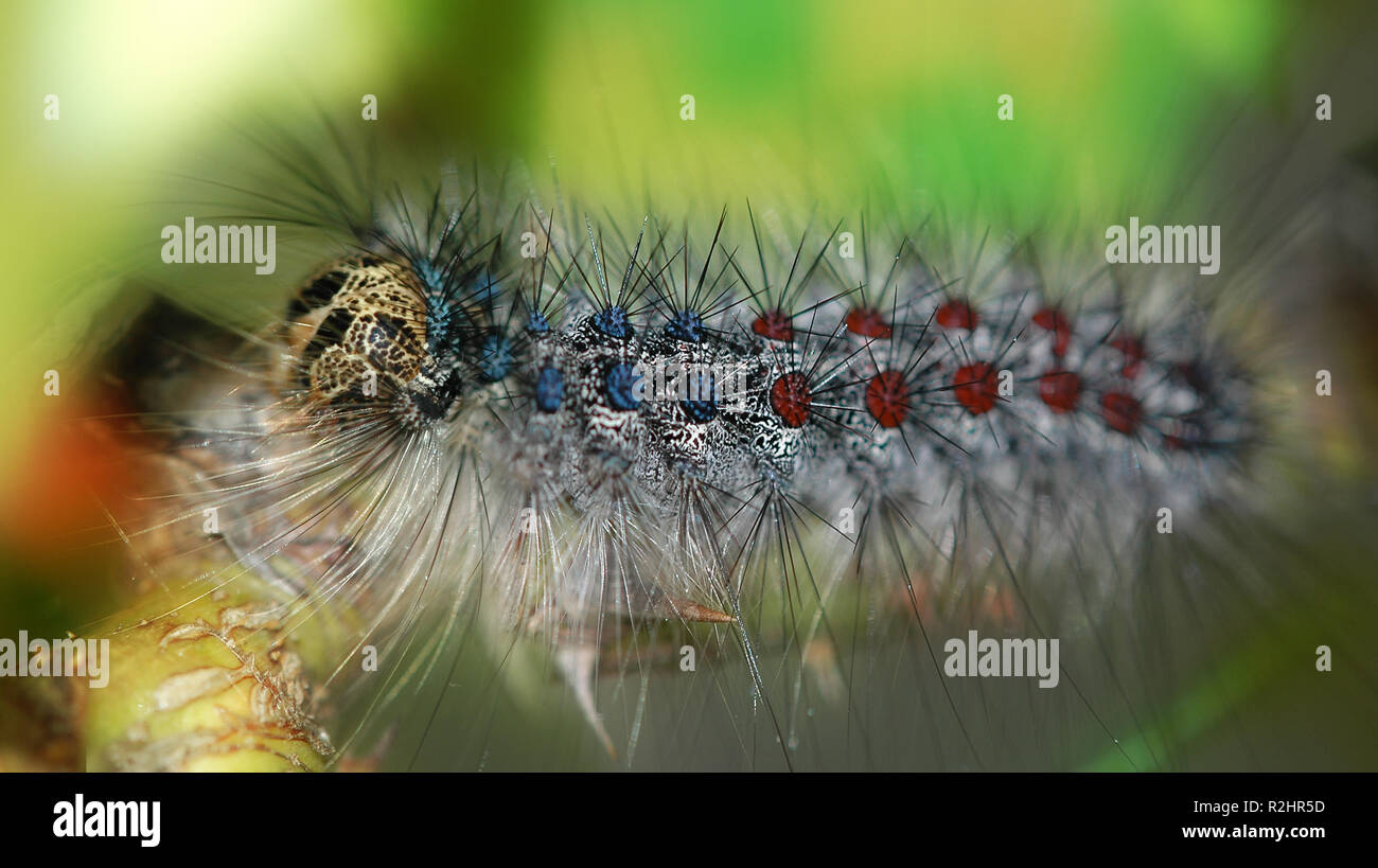 Caterpillar face close up hi-res stock photography and images - Alamy