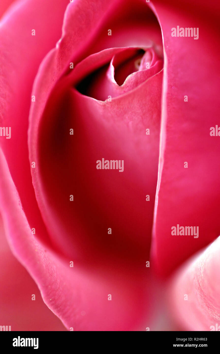 time of roses Stock Photo - Alamy