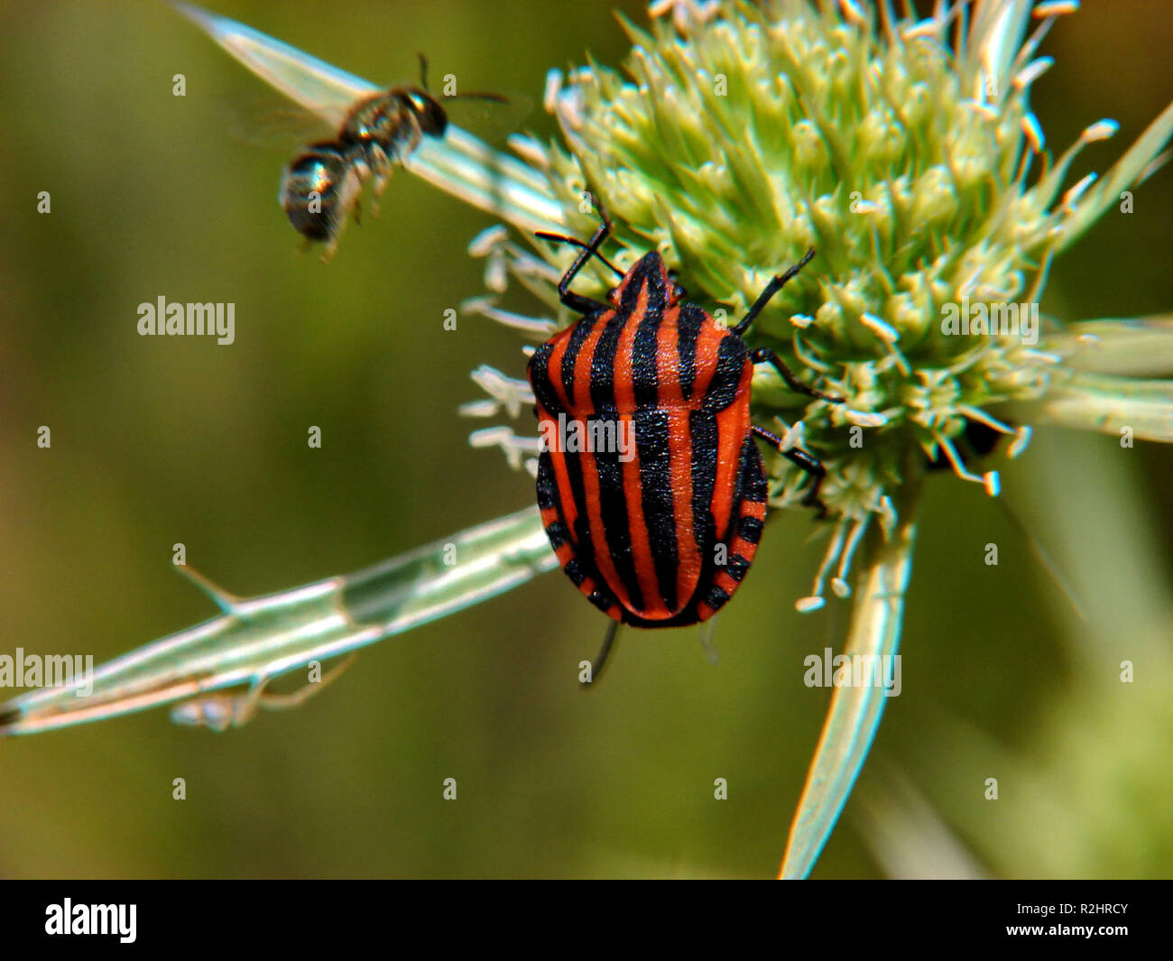 Insect competition hi-res stock photography and images - Alamy