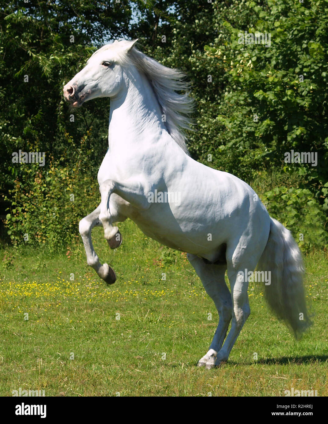 Pesade horse hi-res stock photography and images - Alamy