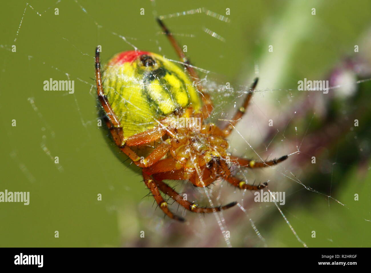 Fat spider hi-res stock photography and images - Alamy