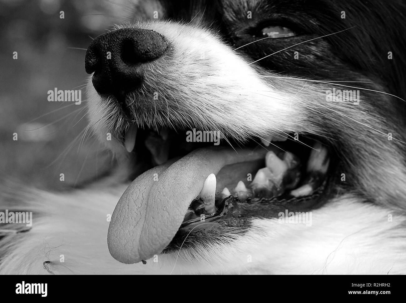 Bw dog hi-res stock photography and images - Alamy