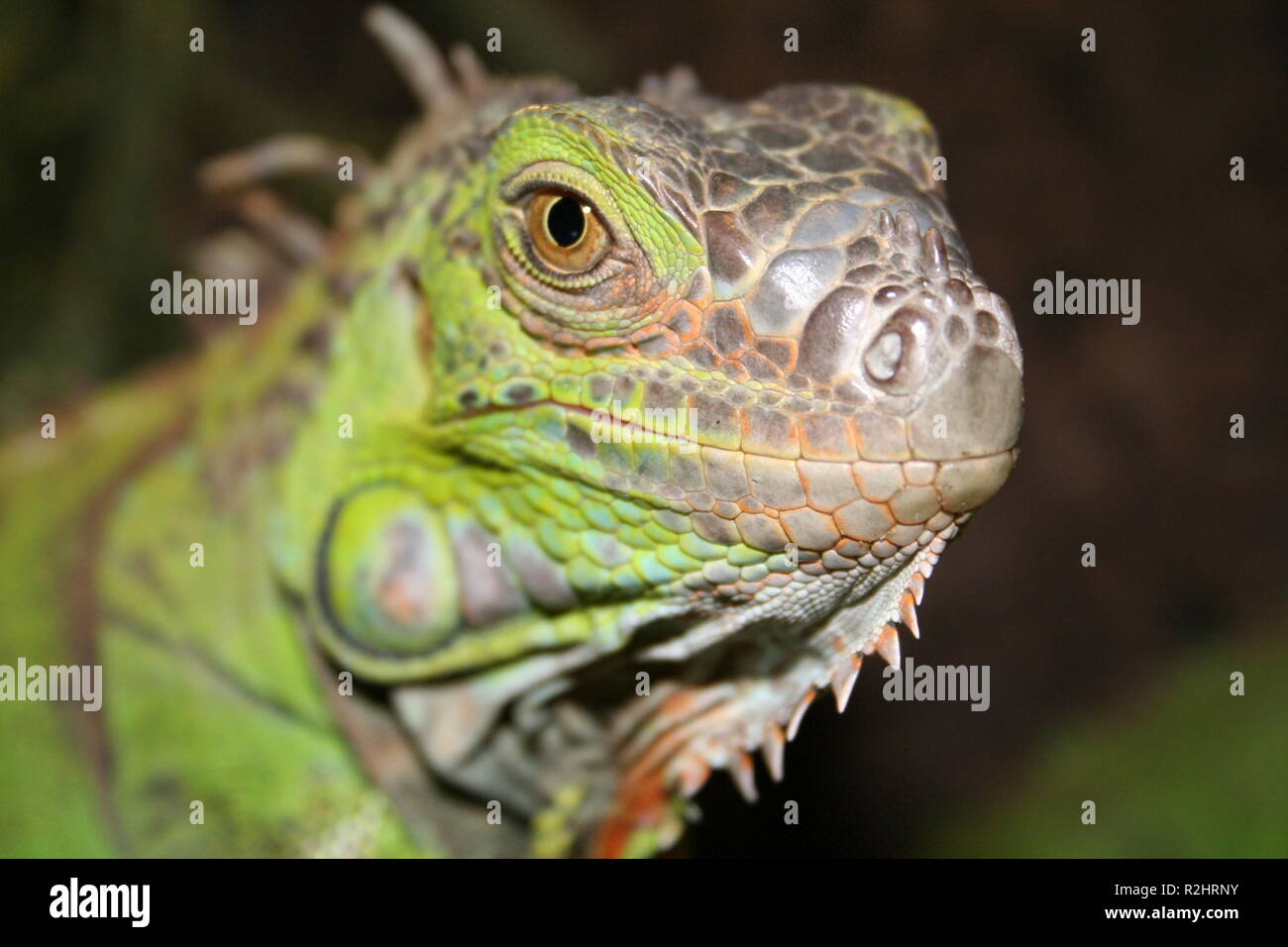 Igunana hi-res stock photography and images - Alamy