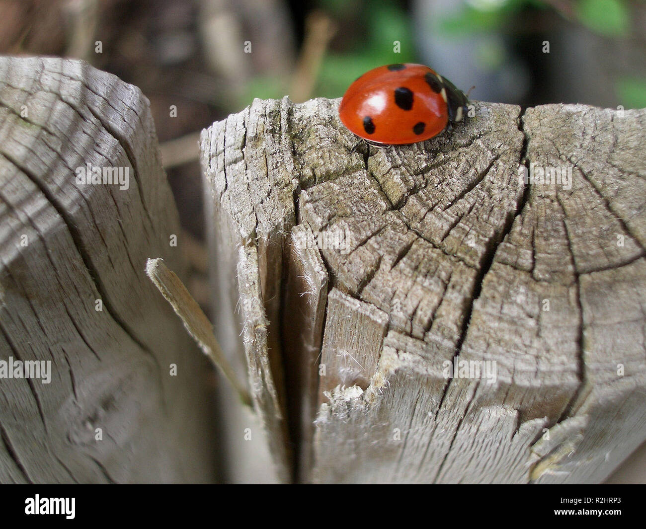 Ferl hi-res stock photography and images - Alamy