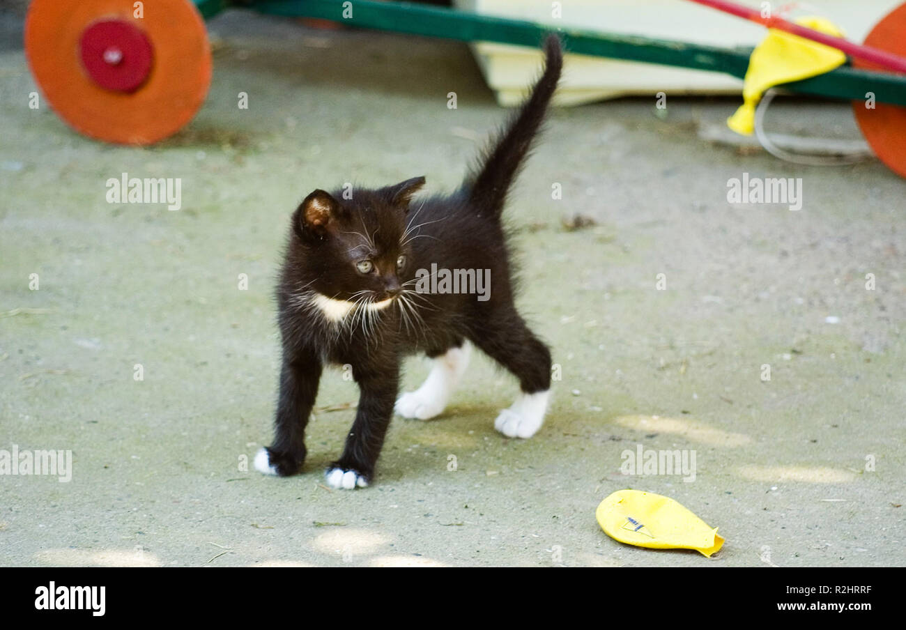 Baby milo hi-res stock photography and images - Alamy